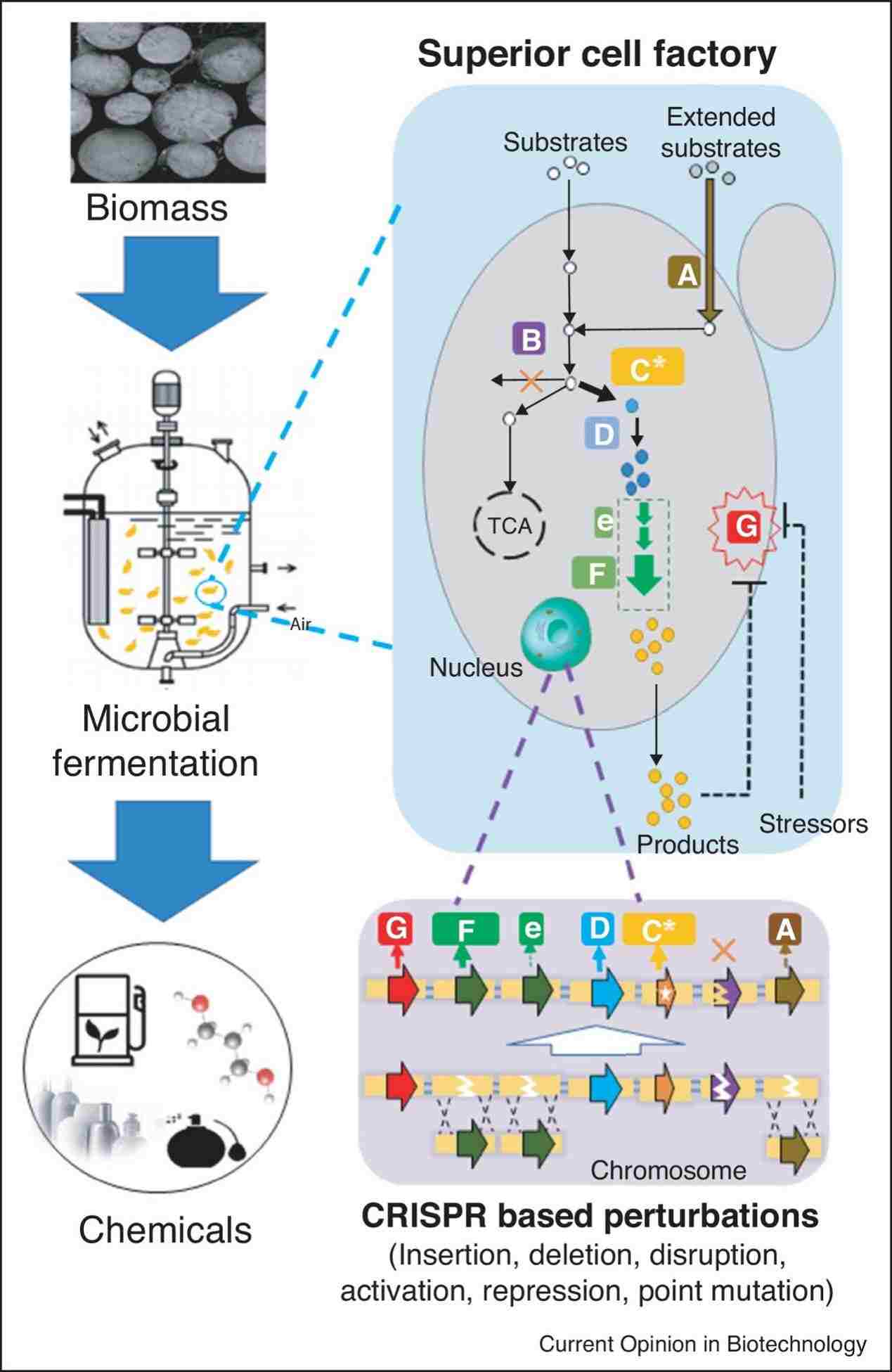 Engineering Microbes for Lipid Yield - BOC Sciences