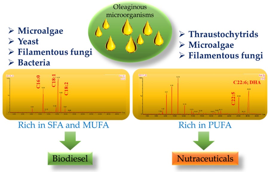 Best Microbes for Lipid Fermentation - BOC Sciences