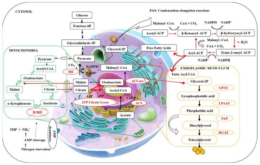 Best Microbes for Lipid Fermentation - BOC Sciences