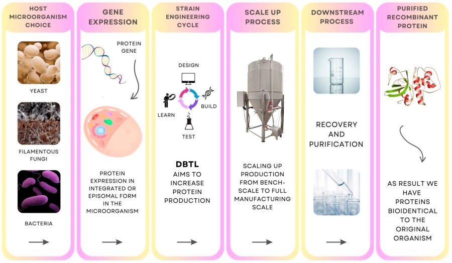 Benefits of Precision Fermentation in Protein Production - BOC Sciences