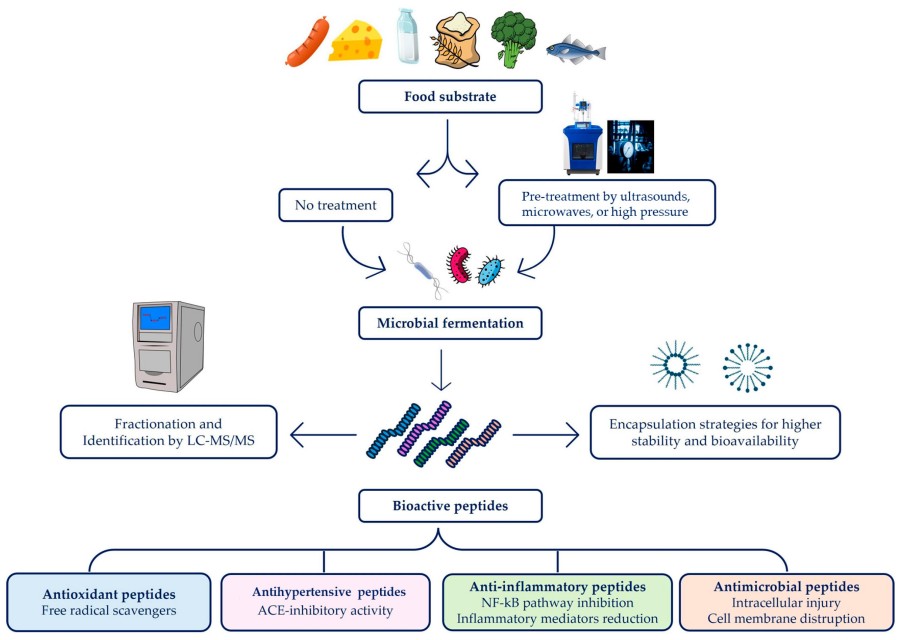 What Is Protein Fermentation? Guide - BOC Sciences